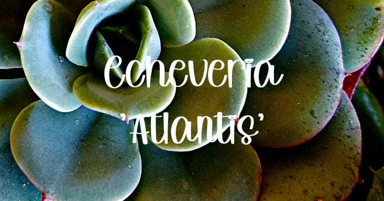 Echeveria 'Atlantis': A Comprehensive Succulent Care Guide