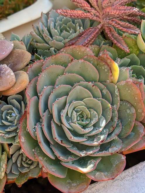 Echeveria 'Atlantis' or 'Peaches and Cream' Care Guide - succulent.care