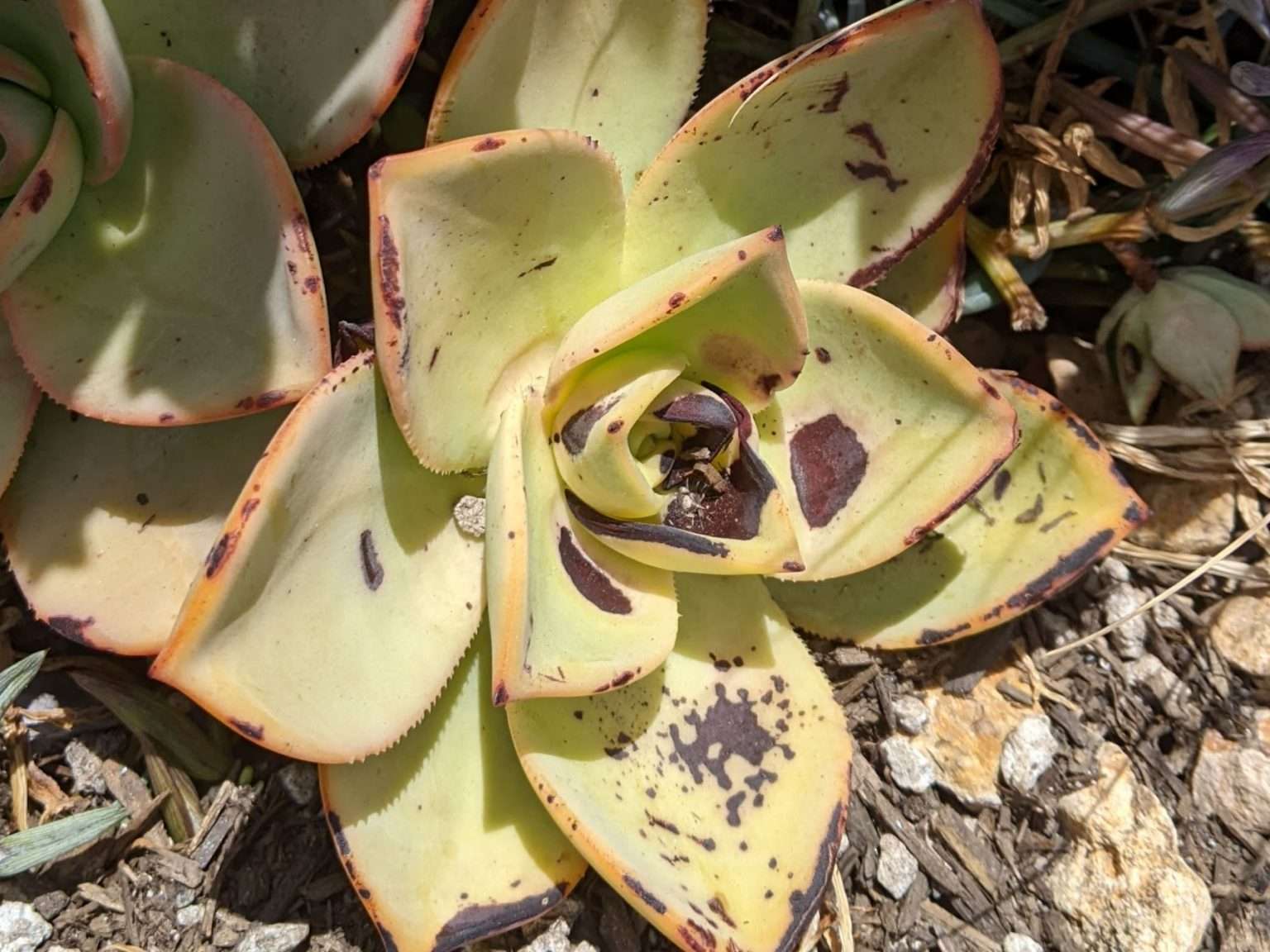 All About Sunburnt Succulents And Valuable Ways Prevent It + 6 Kinds ...