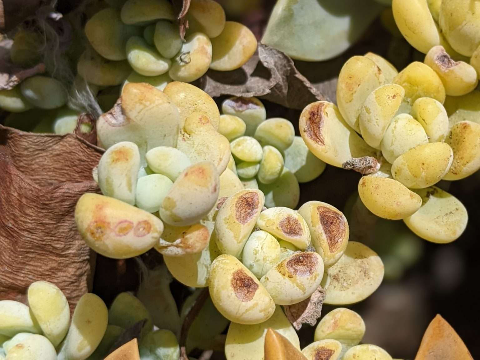 All About Sunburnt Succulents And Valuable Ways Prevent It + 6 Kinds ...