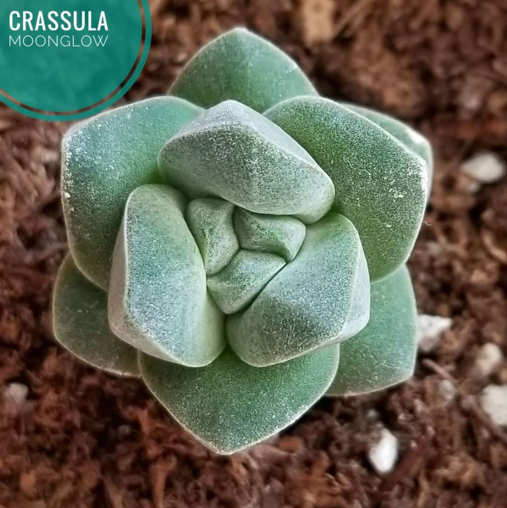 Dynamite Cactus and Succulent Slow-Release Fertilizer (18-6-8 ...