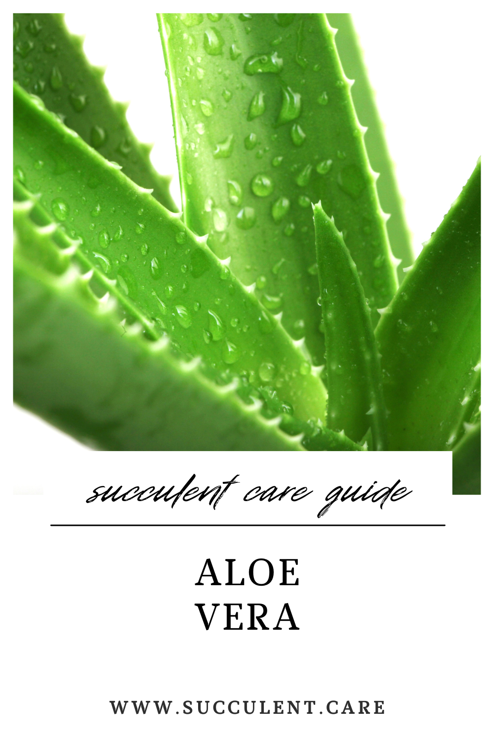 Aloe Vera: Discover The Many Benefits