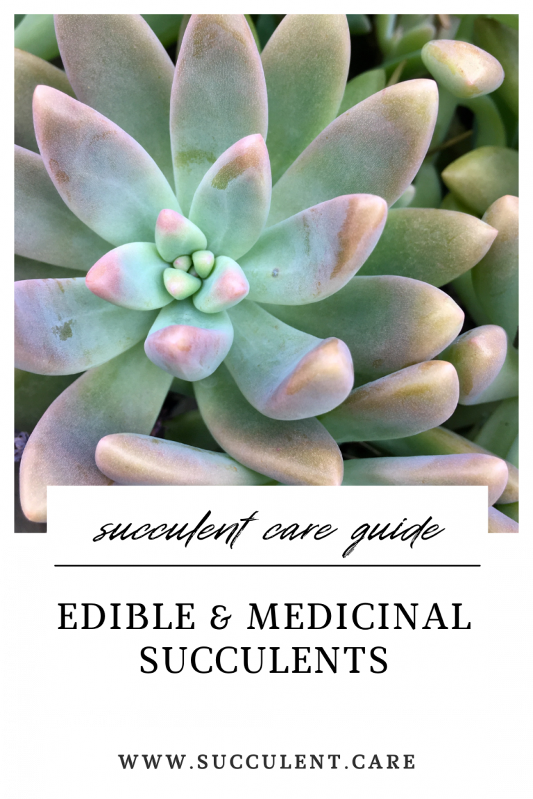 Incredible Edible And Medicinal Cactus And Succulents