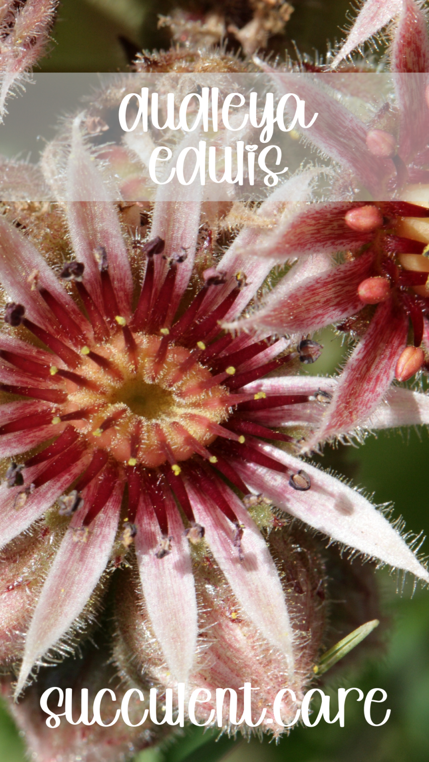 Dudleya Edulis: A Comprehensive Guide