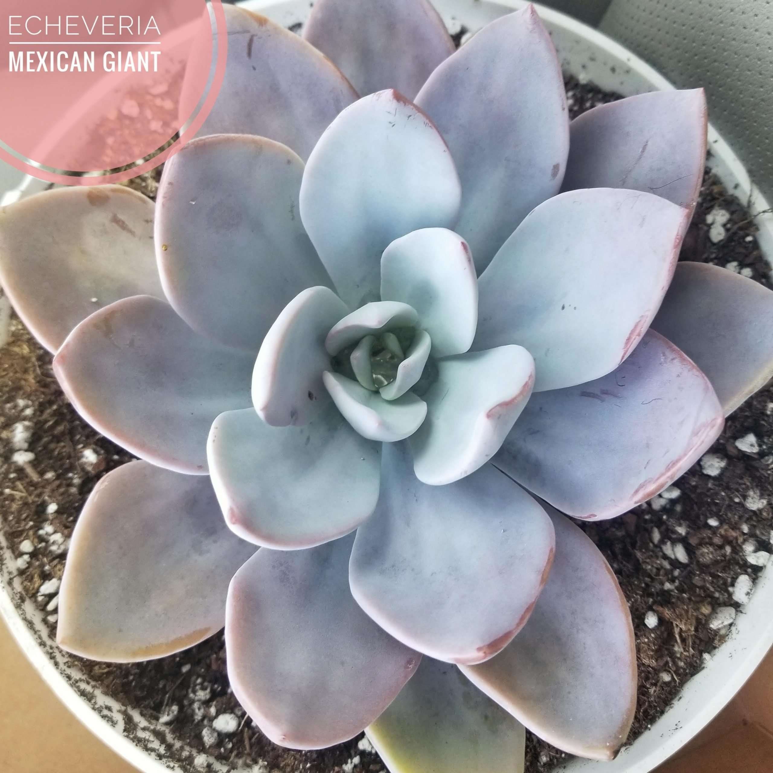 Echeveria-mexican-giant-types-of-succulents-identification ...