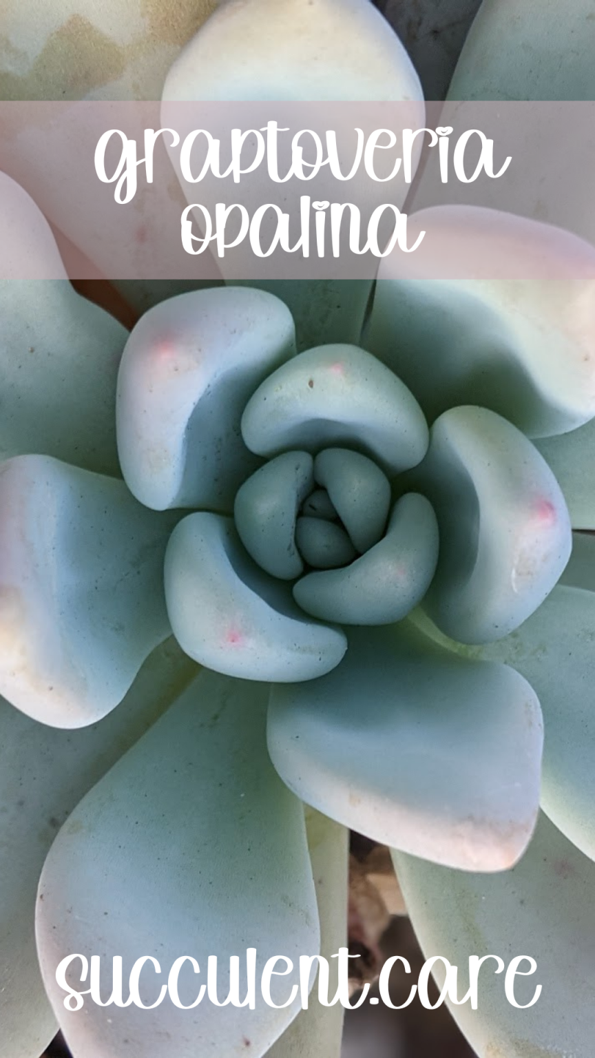 Graptoveria 'Opalina': A Comprehensive Guide
