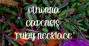 Othonna Capensis 'Ruby Necklace': A Comprehensive Guide