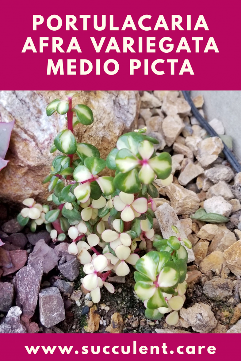 Portulacaria Afra "Elephant Bush': A Comprehensive Guide
