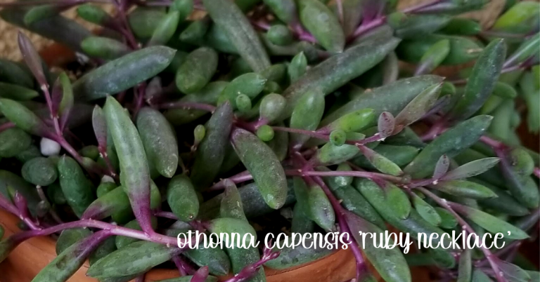 Othonna Capensis 'Ruby Necklace': A Comprehensive Guide