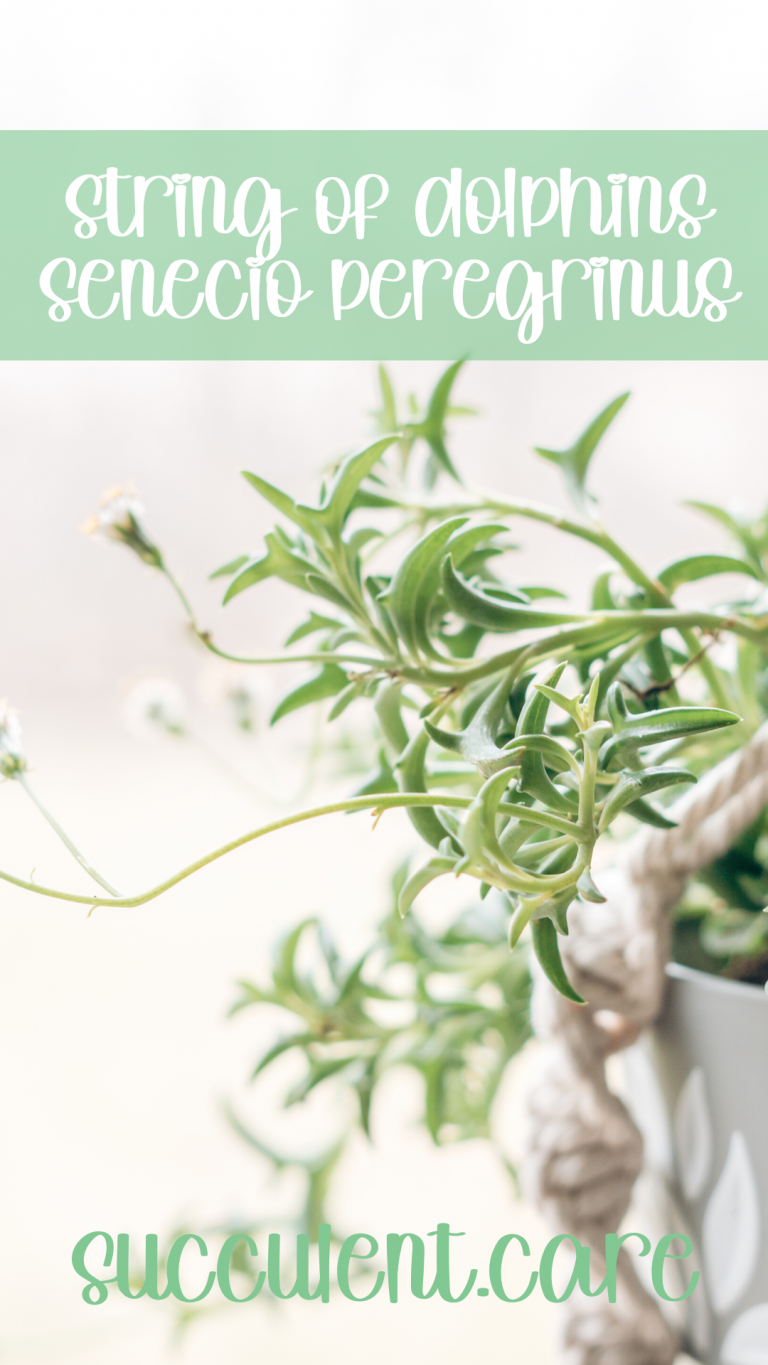 String Of Dolphins: A Complete Guide To The 4 Major Things You Need To ...