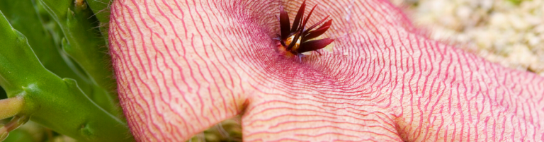 The Fascinating World Of Stapeliads: A Guide To Growing And Caring For ...