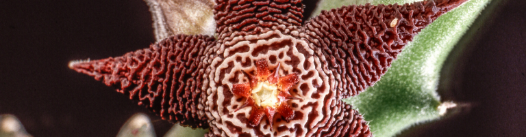 The Fascinating World Of Stapeliads: A Guide To Growing And Caring For ...