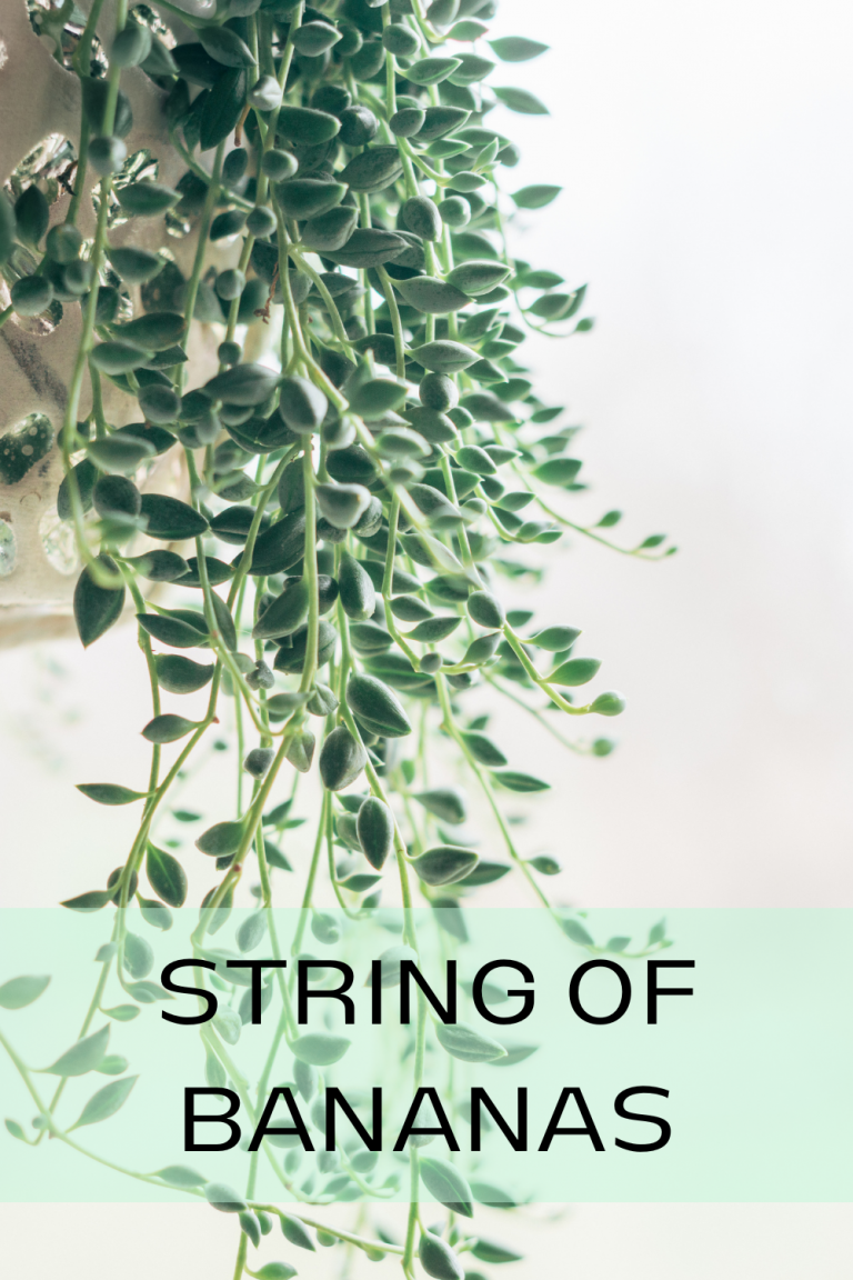 Trailing Succulents: A Comprehensive Guide To 7 Stunning Succulents