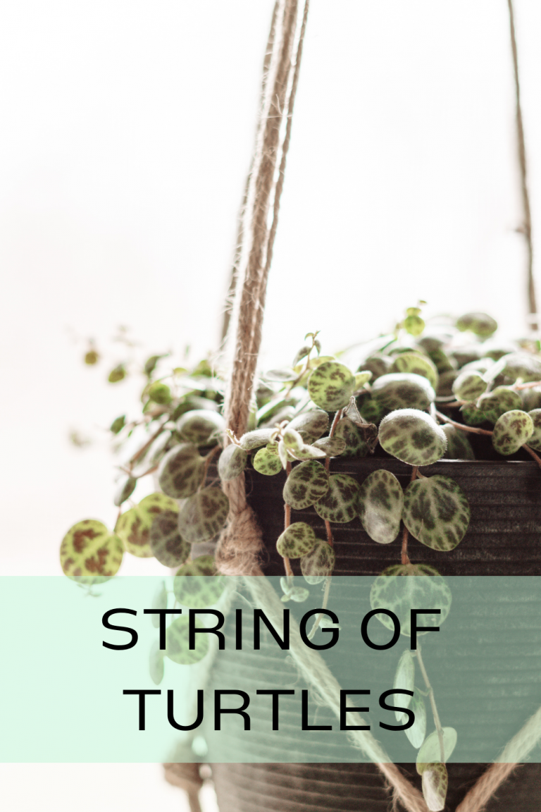 Trailing Succulents: A Comprehensive Guide To 7 Stunning Succulents