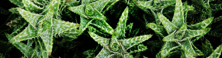 Aloe Juvenna 'Tiger Tooth Aloe: A Comprehensive Guide