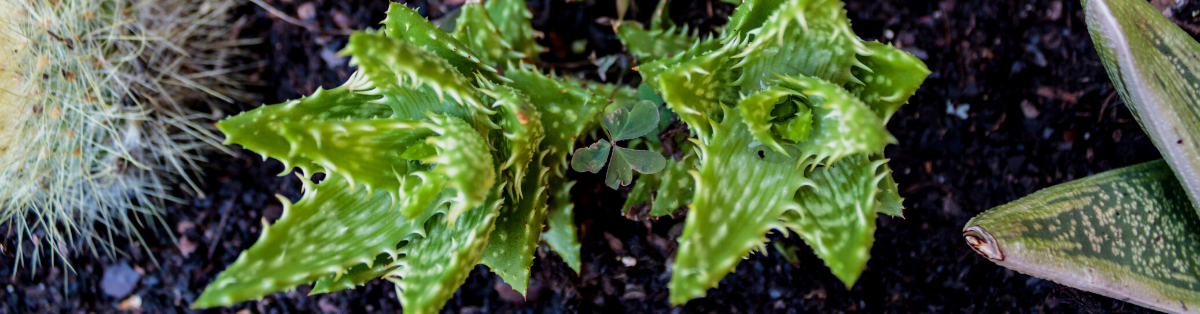 Aloe Juvenna 'Tiger Tooth Aloe: A Comprehensive Guide