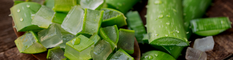 Incredible Edible And Medicinal Cactus And Succulents