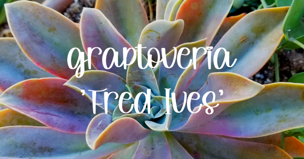 Graptoveria 'Fred Ives' Complete Guide To Its Care
