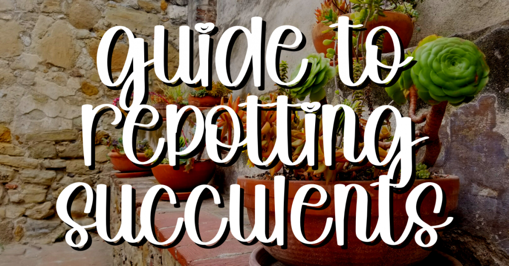 Repotting Succulents: The Best Time To Repot Your Plants And 3 Ways To ...