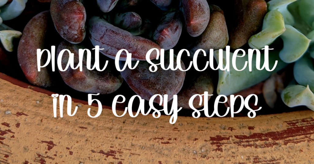 Planting A Succulent: 5 Easy Steps For Beginners