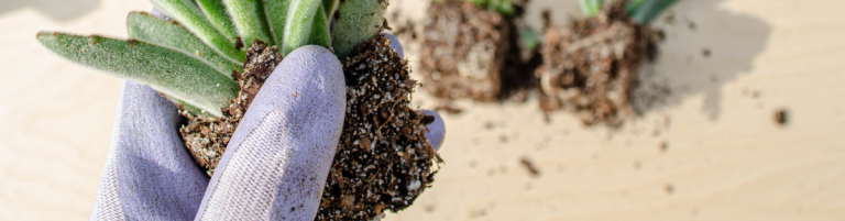 Root Rot In Succulents: How To Identify And Treat The Problem