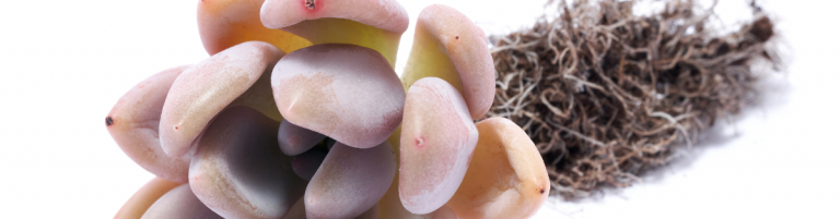 Root Rot In Succulents: How To Identify And Treat The Problem