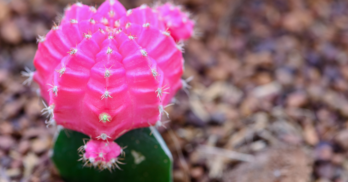Magical 'Moon Cactus': Gymnocalycium Mihanovichii And 4 Things To Know ...