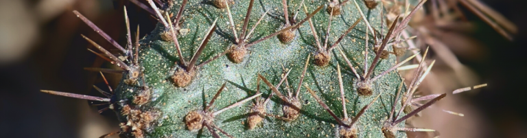 12 Cactus And Succulent Adaptations: How These Incredible Plants Have ...