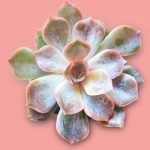Common Succulent Problems And Solutions: A Comprehensive Guide