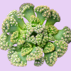 Common Succulent Problems And Solutions: A Comprehensive Guide