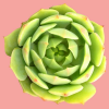 Common Succulent Problems And Solutions: A Comprehensive Guide