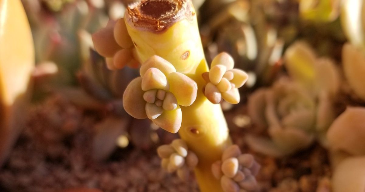 Propagating Succulents 4 Ways: The Best Guide Ever