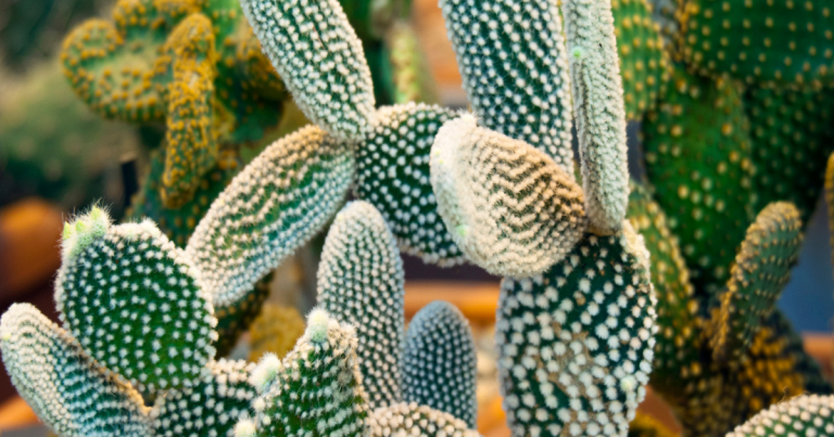 'Angel Wings': 7 Important Ways To Care For Opuntia Microdasys