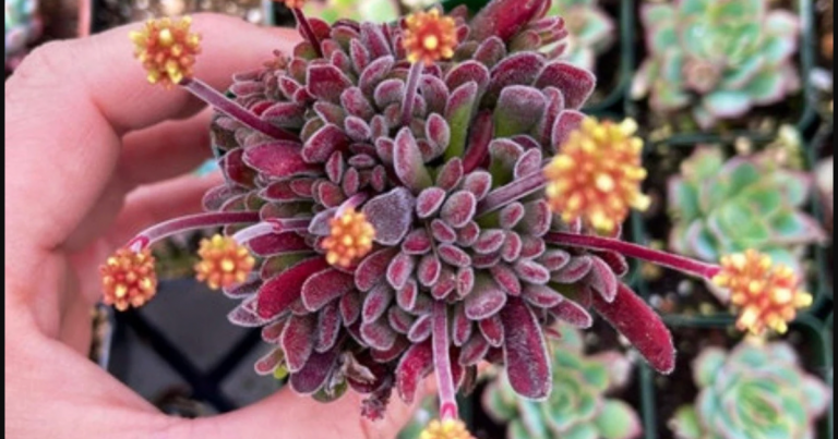 9 Ravishing Red Succulents And Where To Buy These Stunning Beauties