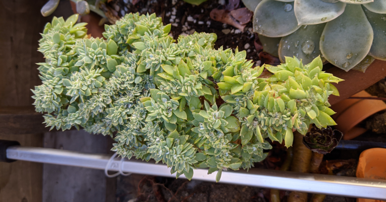 The 7 Hardiness Zones Where Succulents Easily Thrive