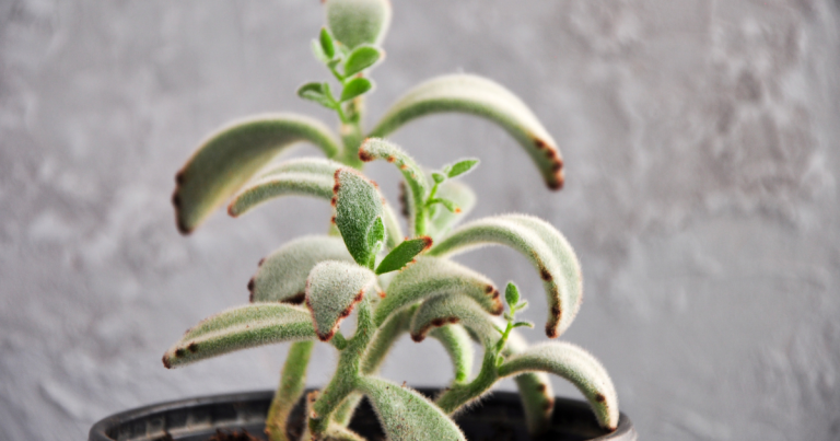 Kalanchoe Tomentosa 'Panda Plant': Super Fluffy Succulent Everyone Loves