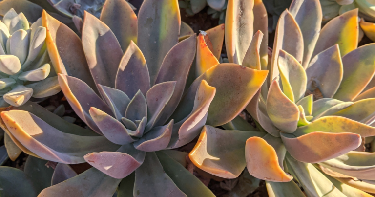 Graptoveria 'Fred Ives' Complete Guide To Its Care