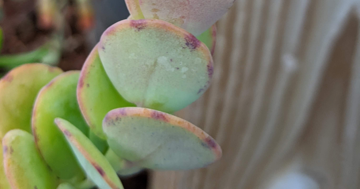 Kalanchoe Marnieriana: A Fascinating Plant With Unique Features