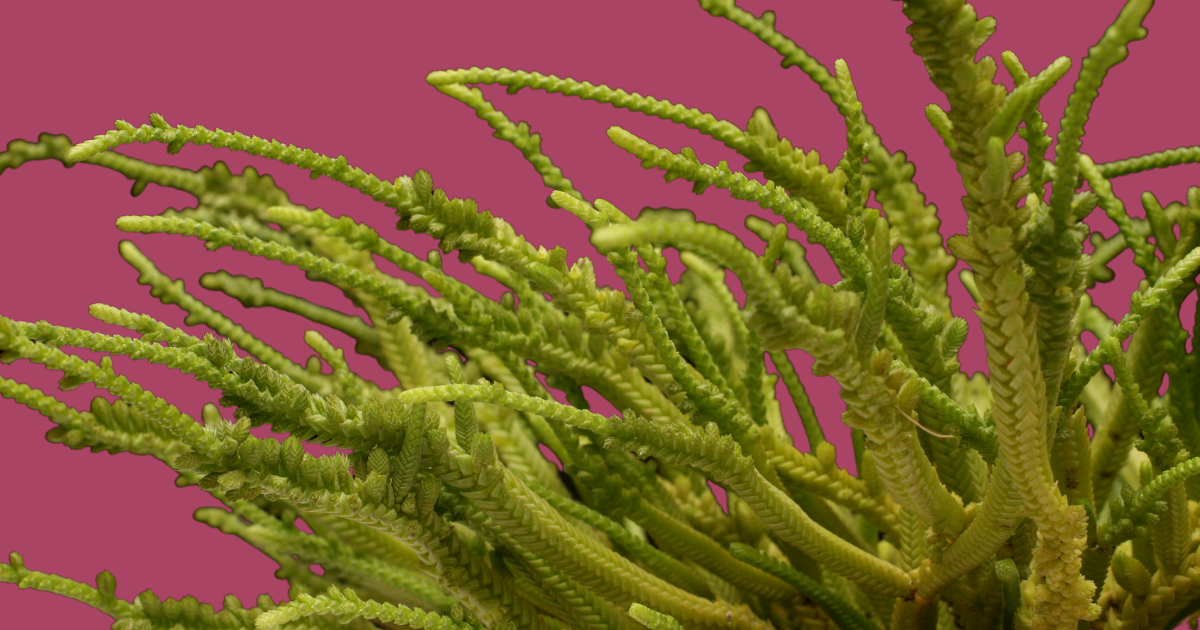 Princess-pine-succulent-watch-chain-crassula-muscosa-care ...