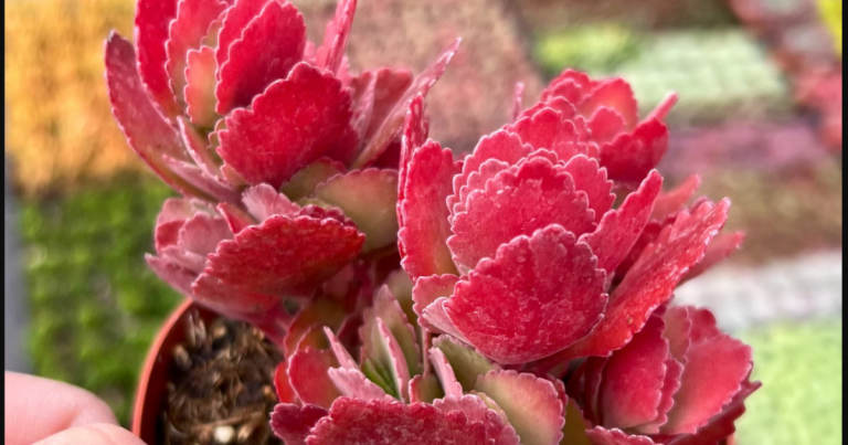 9 Ravishing Red Succulents And Where To Buy These Stunning Beauties