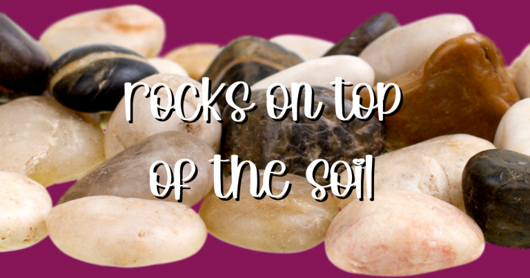 Rocks On Top Of The Soil: Pros And Cons Of Topdressing