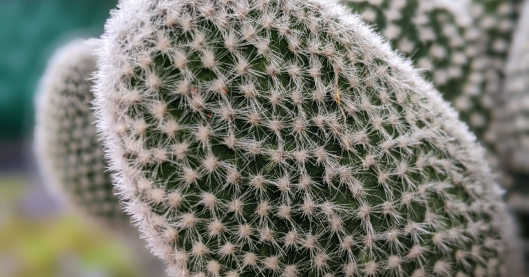 Exploring Cactus Roots: An Important Part Of Their Survival In The ...