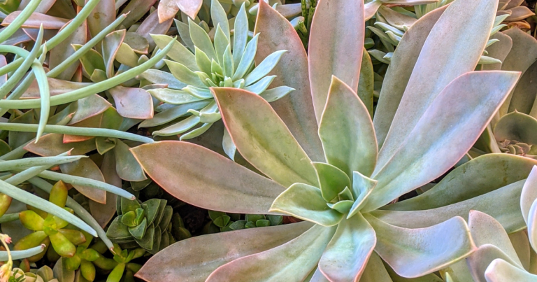 Graptoveria 'Fred Ives' Complete Guide To Its Care