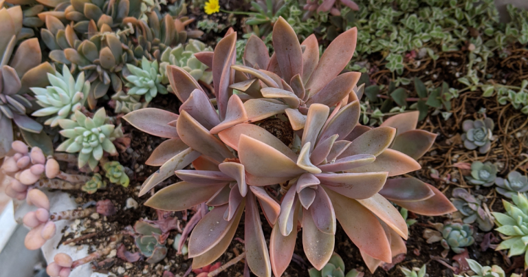 Graptoveria 'Fred Ives' Complete Guide To Its Care