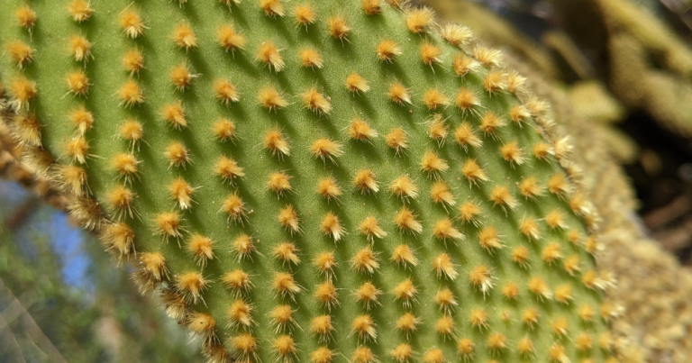 Propagating Cacti: 4 Techniques, Tips, And Mistakes To Avoid