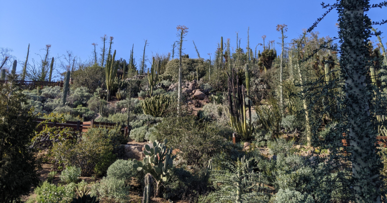 Why Is My Cactus Leaning To The Side? 6 Common Causes And Simple Solutions