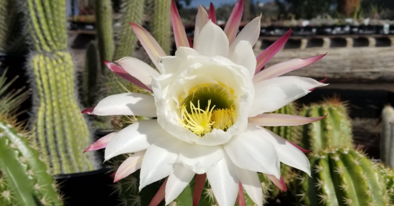 Why Is My Cactus Leaning To The Side? 6 Common Causes And Simple Solutions