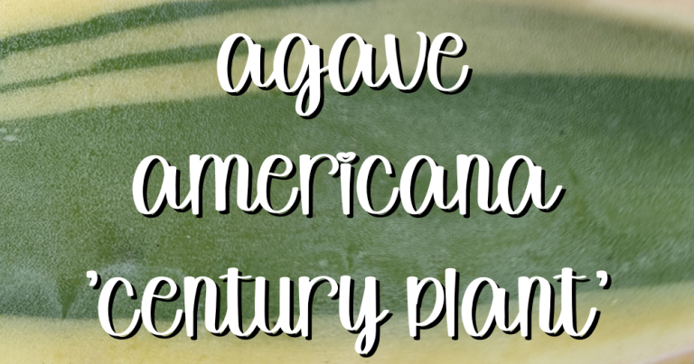 'Variegated Century Plant' (Agave Americana Variegata): A Comprehensive ...