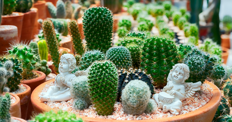 Feng Shui And Cacti: Finding Harmony With The Popular Prickly Plants +3 ...