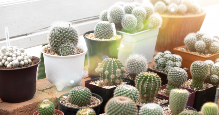 Feng Shui And Cacti: Finding Harmony With The Popular Prickly Plants +3 ...